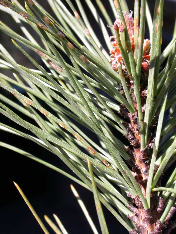 Pine sawflies